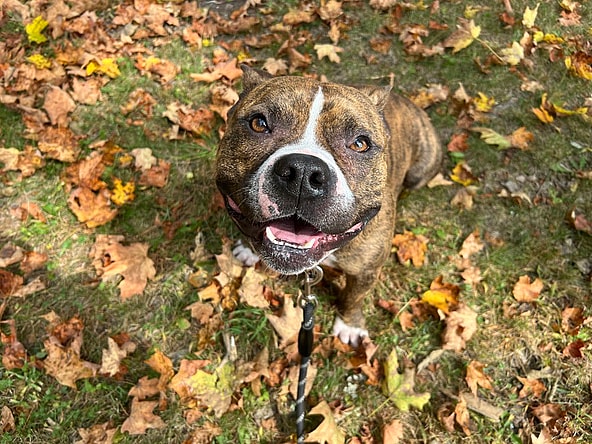 Micah up for Adoption - Rocky Kanaka