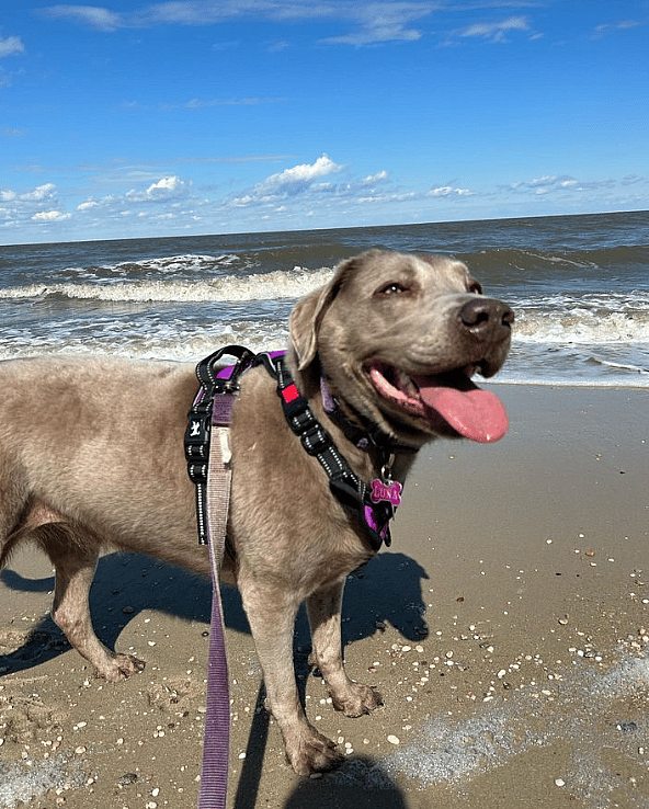 silver labradors size