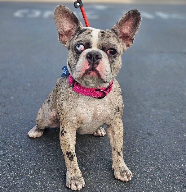 Ellie, a beautiful merle French Bulldog with 2-colored eyes, is up for ...