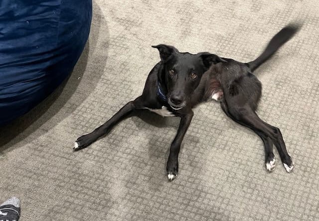 This Lab/Border Collie Mix Is Ready to Be Your Loyal Sidekick! - Rocky ...