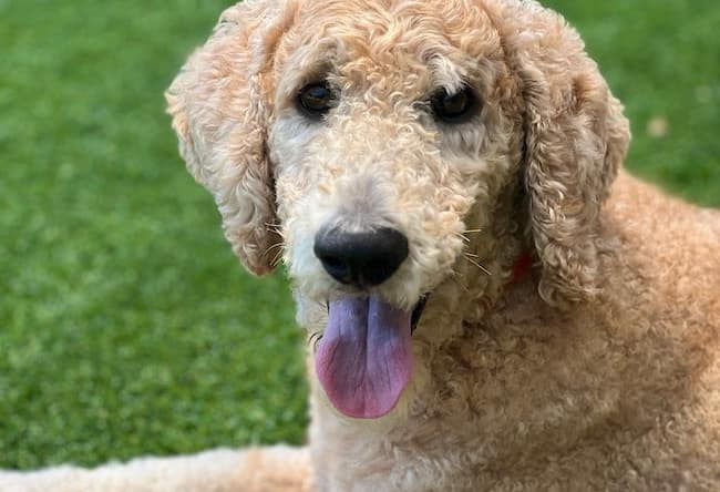 This Smart, Sweet Doodle Is Ready to Learn, Love, and Finally Belong ...
