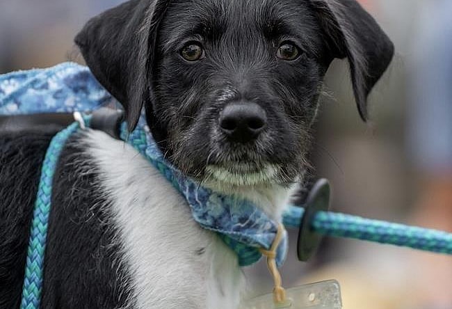 Decor, A One-of-a-Kind Etsy Terrier Mix Looking for a Loving Forever ...