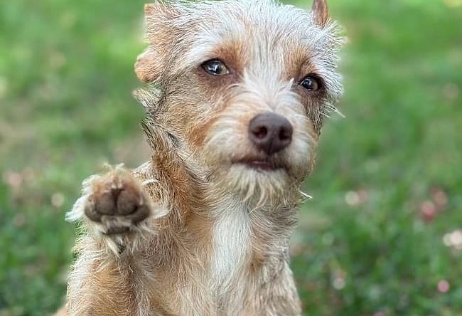 Sweet Pea, Border Terrier Mix, A Mama Dog Ready to Be Spoiled, Could ...