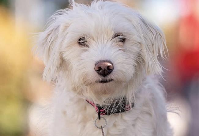 Jelly the Scruffy Mini Poodle Mix Is Slowly Finding Her Confidence ...