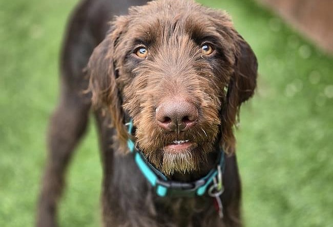 Rhodie — Labradoodle Mix Full of Fun and Energy - Rocky Kanaka