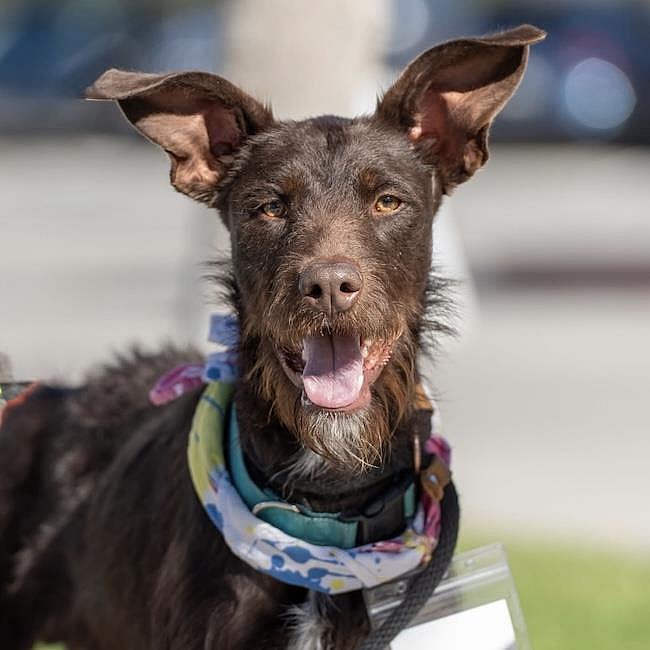 Kern, An Energetic Young German Shorthaired Pointer Mix Pup Searching ...