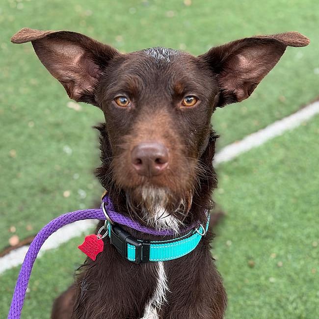 Kern, An Energetic Young German Shorthaired Pointer Mix Pup Searching ...
