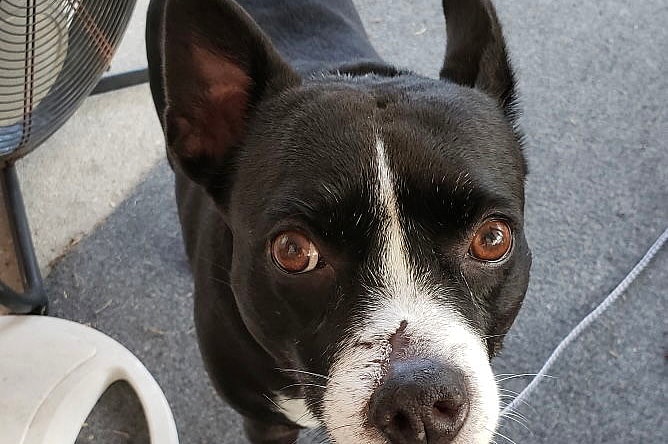 Anna the Senior Boston Terrier Mix Is Ready to Steal Your Heart ...