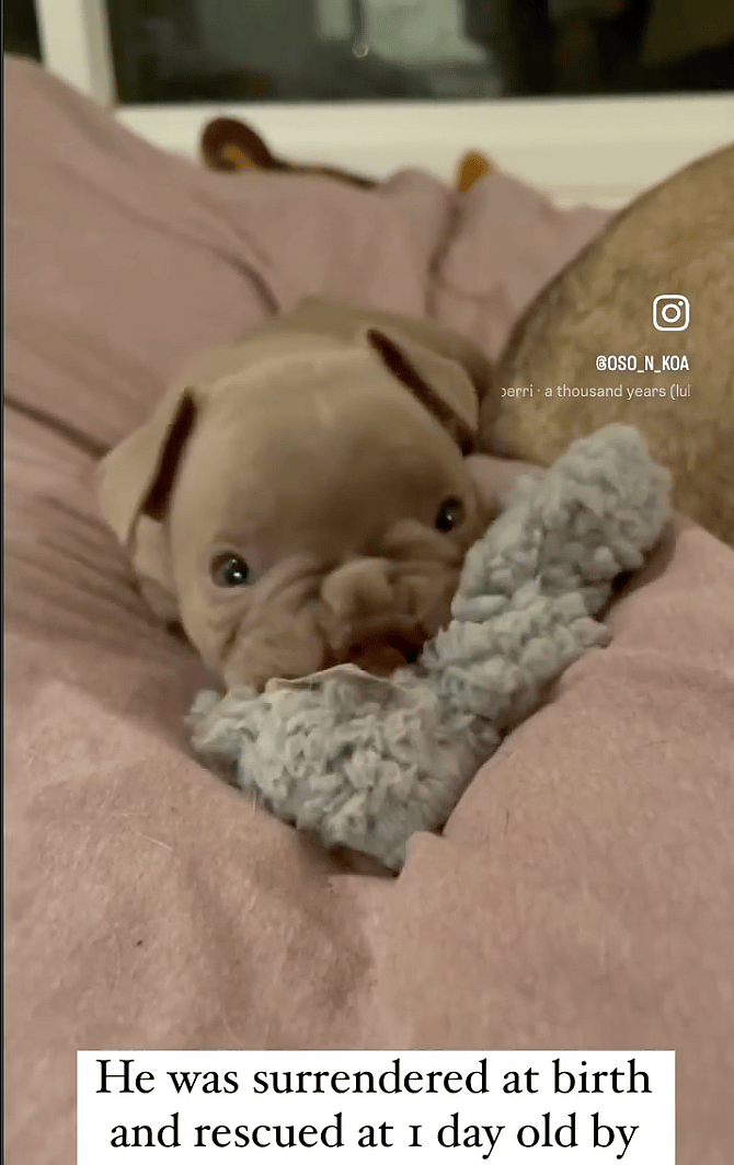 Born With a Cleft Palate, This Tiny Puppy Wasn’t Meant to Survive—Until ...
