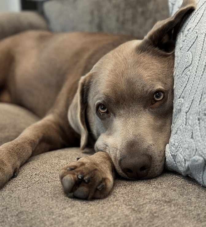 silver labradors size