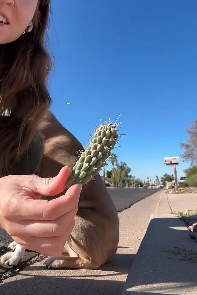 This Dog’s Walk Took a Sharp Turn When a Cactus Got Stuck to his Head ...
