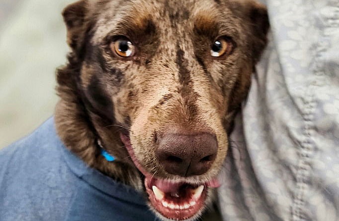 Lucy, A Cattle Dog Mix with a Stunning Red Merle Coat is Ready to be ...