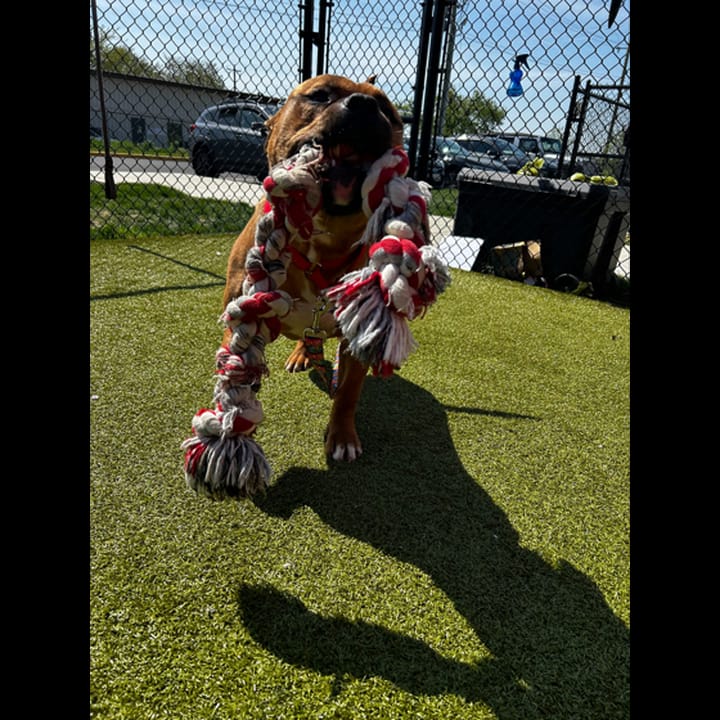 beef cake - Rocky Kanaka