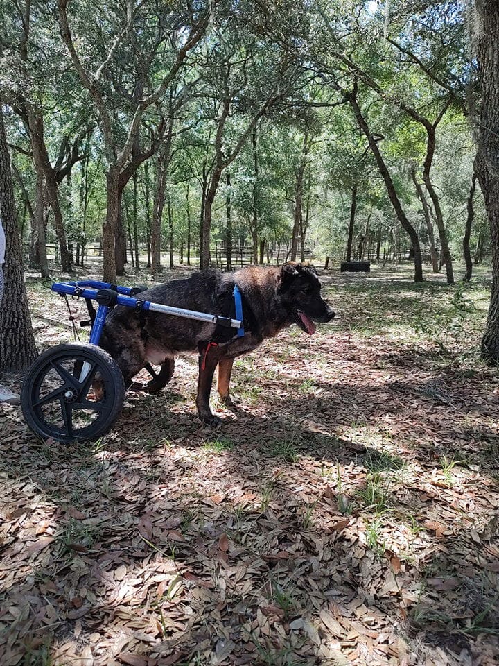 Meet Your New Best Friend—A Resilient, Wheels-Rolling German Shepherd ...