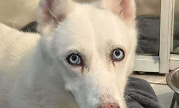 Khristal the Husky Mix, Island Girl from Puerto Rico – Looking for a ...