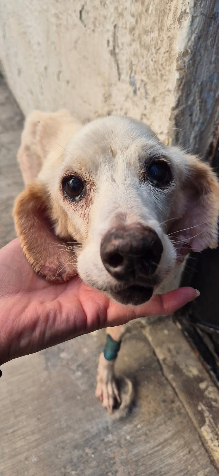 Marzipan the Senior Gentleman Who Endured Years of Neglect—Could You Be ...