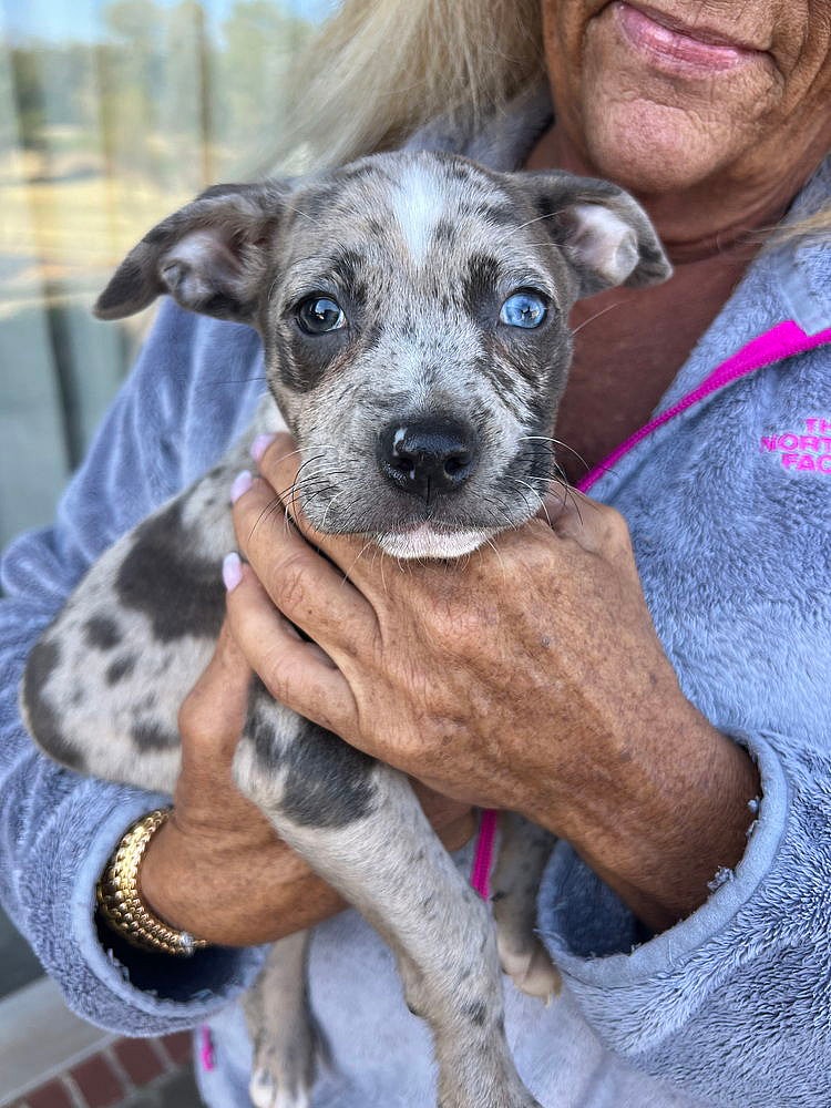 Boo up for Adoption - Rocky Kanaka