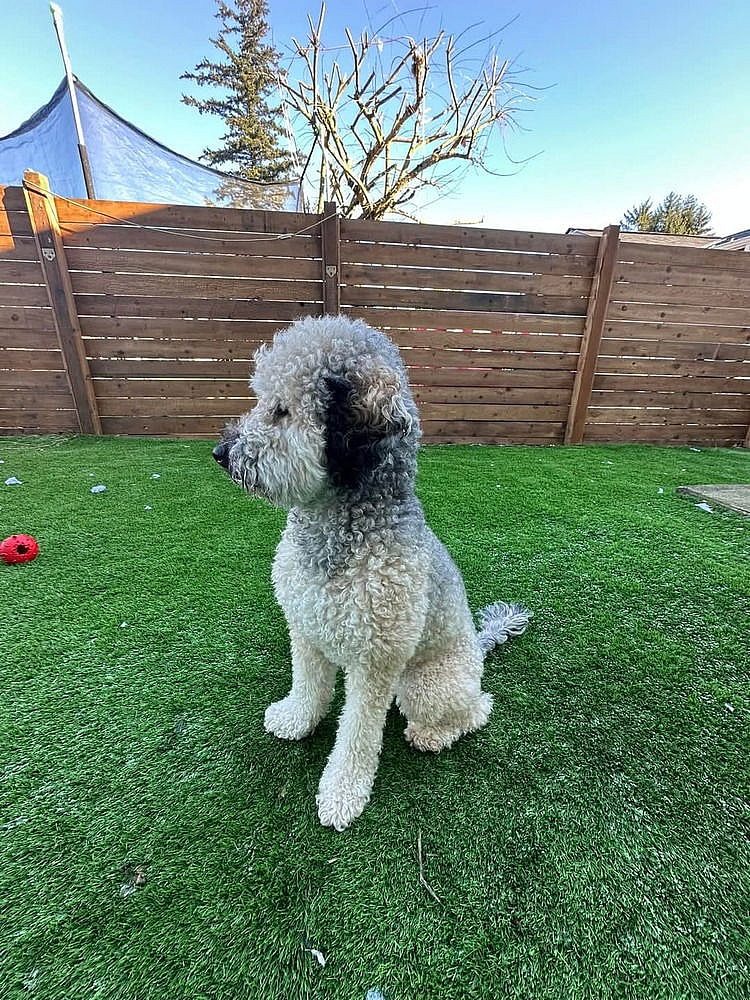 Meet Sandy – Your Perfect Cuddle Buddy & Loyal Companion Ready for a ...