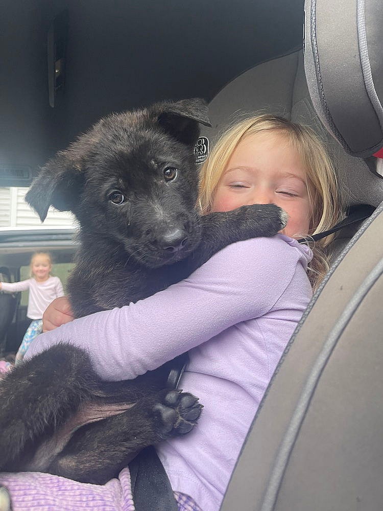 Starling, German Shepherd Mix – Abandoned in a Field as a Puppy, Now ...