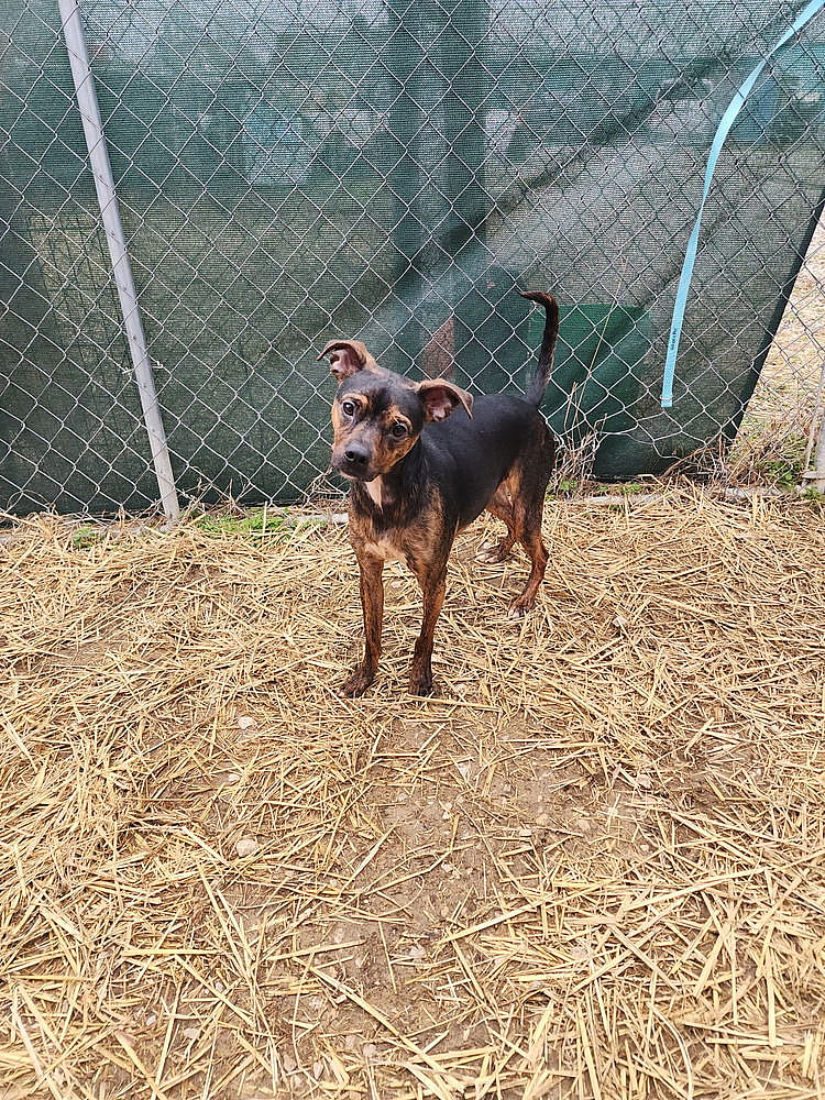Samuel, Boston Terrier Mix — Sweet, Affectionate Love Bug Looking for a ...