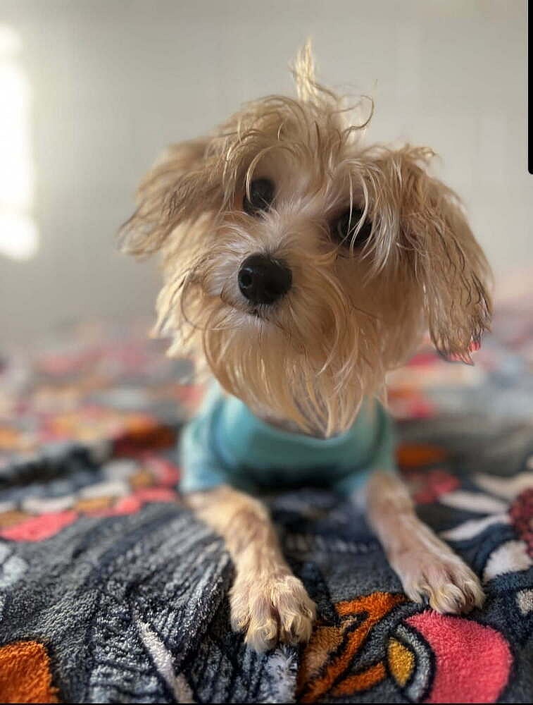 maltese mix dog adoption searchlight