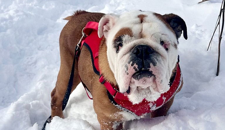 This Squishy Bulldog Battled Painful Allergies—Now Bailey Is Ready to ...