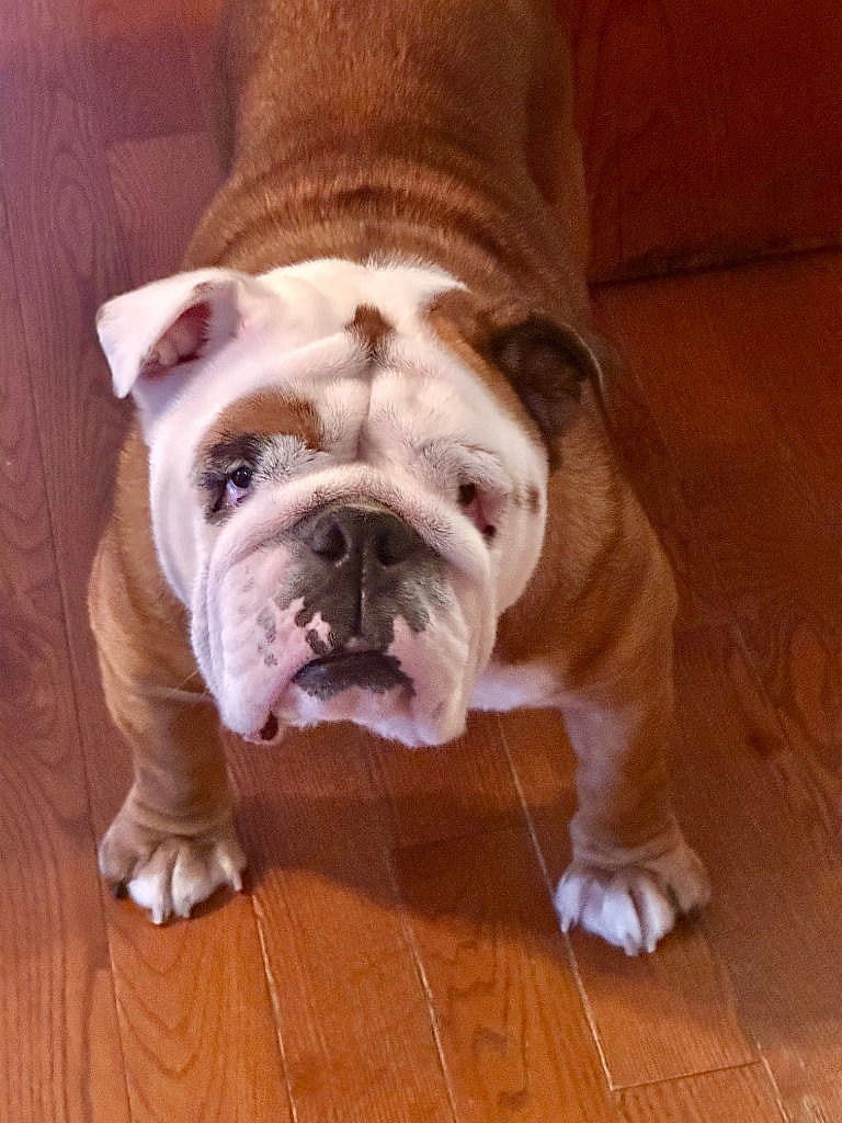 This Squishy Bulldog Battled Painful Allergies—Now Bailey Is Ready to ...