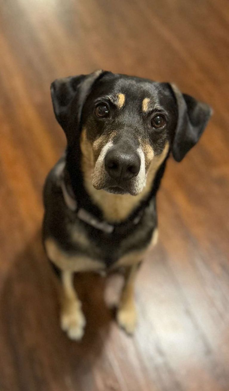 Guinness, 7 year old German Shepherd hound mix, needs a new home ...