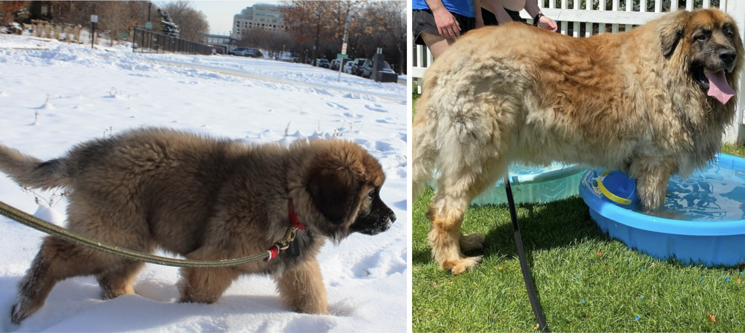 leonberger full size