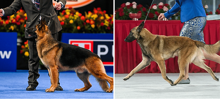 difference between german and belgian shepherd