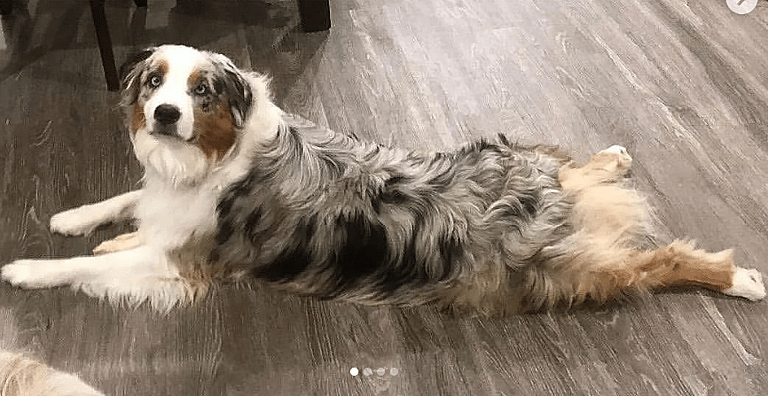 This Dog’s Hilarious Sploot Is Going Viral—Learn Why Dogs Sploot ...