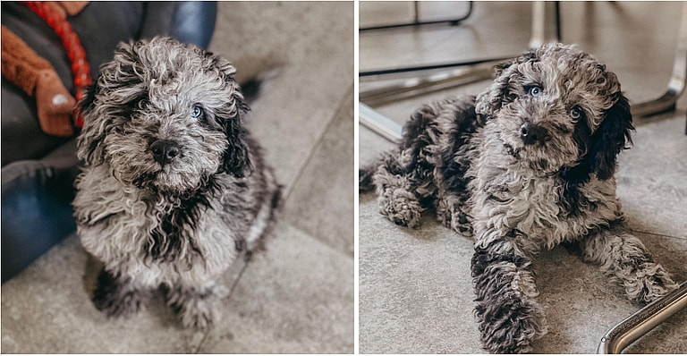 mini aussie poo size