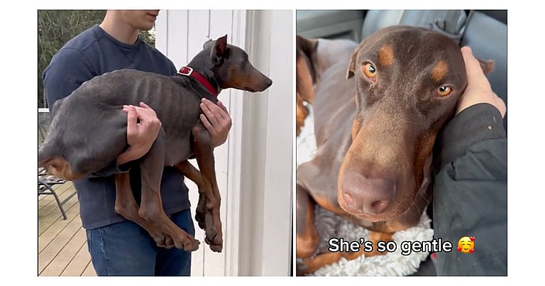 dobermann rescue