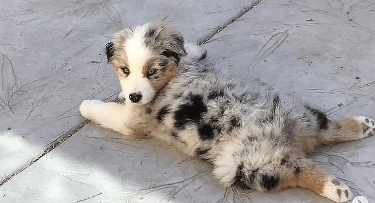 This Dog’s Hilarious Sploot Is Going Viral—Learn Why Dogs Sploot ...