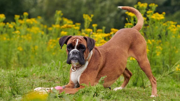 132 Names That Will Make Your Boxer the Star of the Dog Park - Rocky Kanaka
