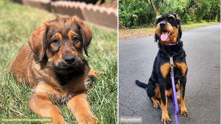 Meet the Rottie Poo: The Controversial Doodle Dog Sparking Heated ...