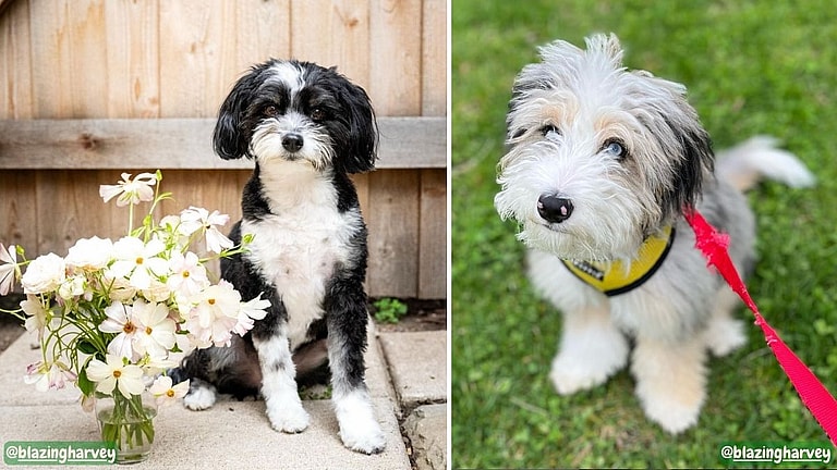 mini aussiedoodle size