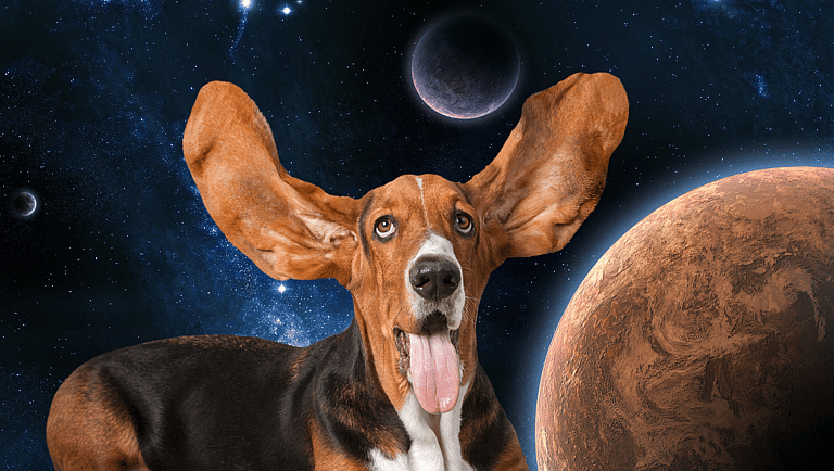 solar system dog