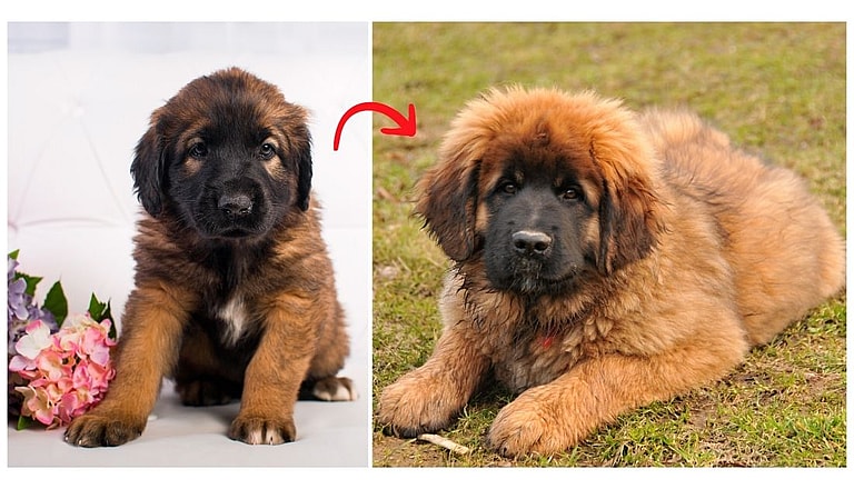 leonberger grey