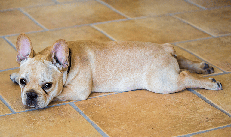 This Dog’s Hilarious Sploot Is Going Viral—Learn Why Dogs Sploot ...