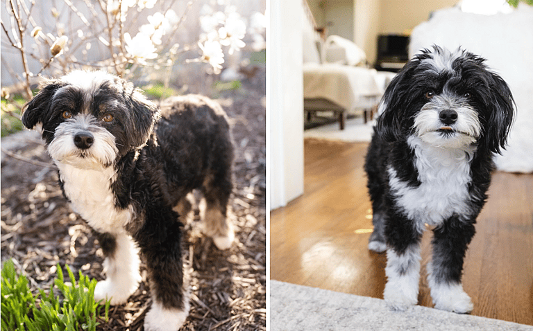 mini aussiedoodle size