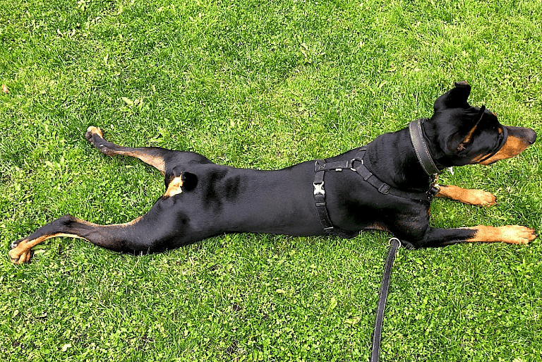 This Dog’s Hilarious Sploot Is Going Viral—Learn Why Dogs Sploot ...