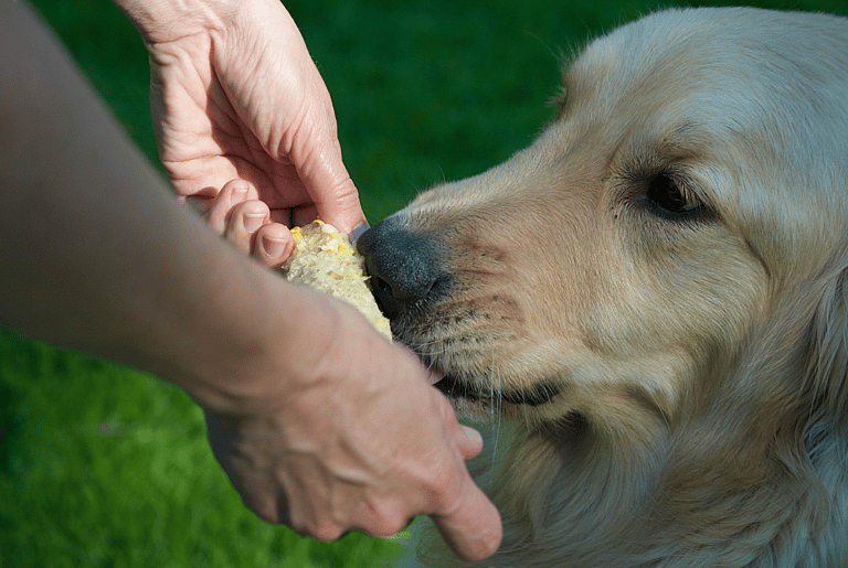 can dogs eat corn everyday
