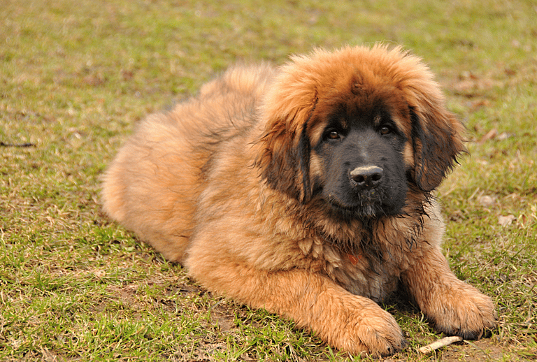 leonberger full size