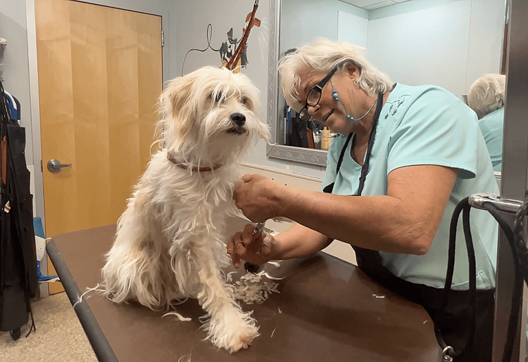 Watch the moment tiny white dog found in traffic realizes I’m here to ...