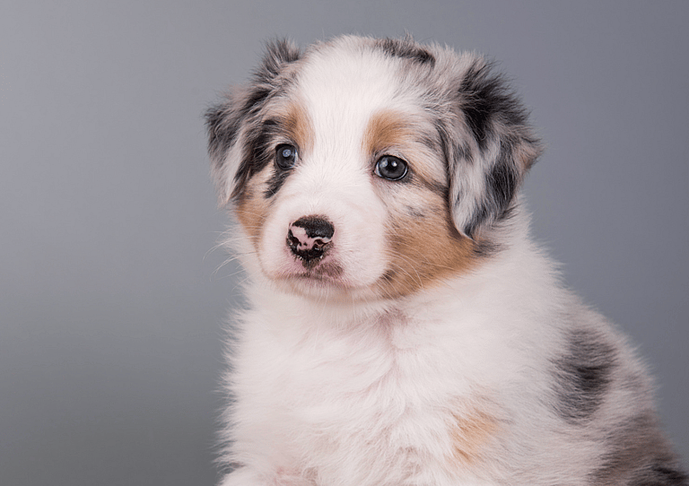aussie blue merle