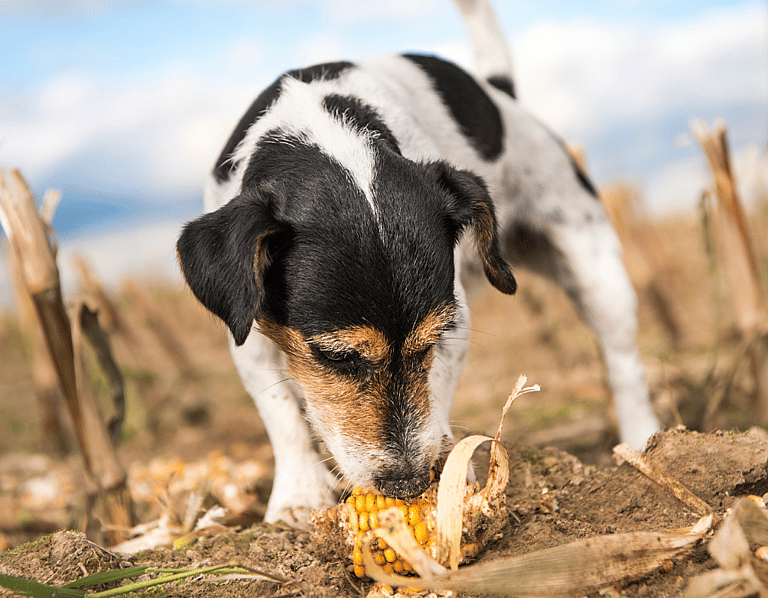 can dogs eat corn everyday