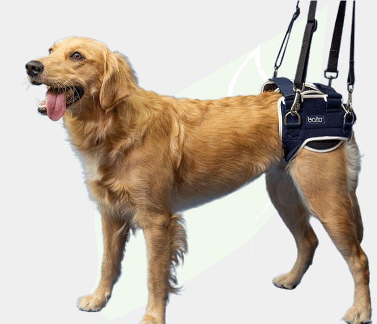 dwarf golden retriever lifespan