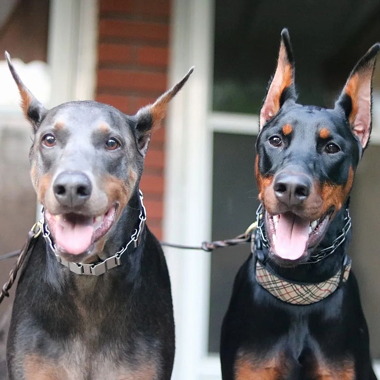 blue doberman