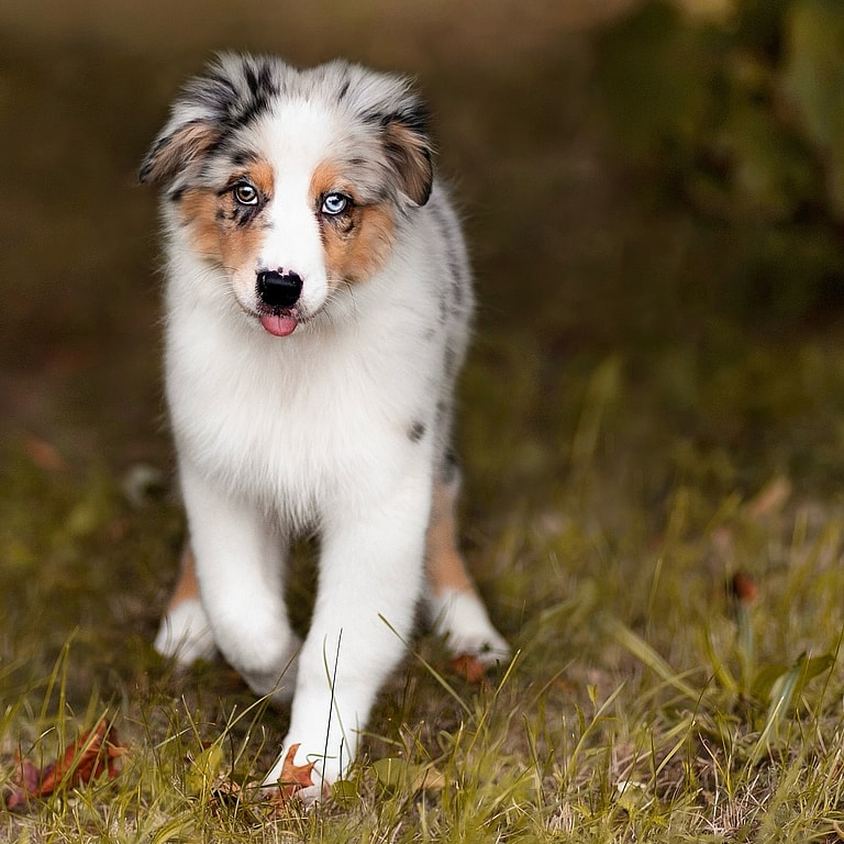 aussie blue merle